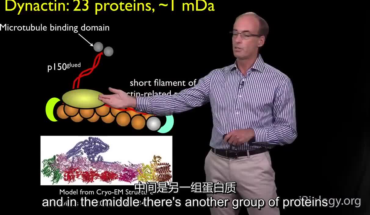 Ron Vale (Ucsf, Hhmi) 3 分子运动蛋白:哺乳动物动力蛋白的调节