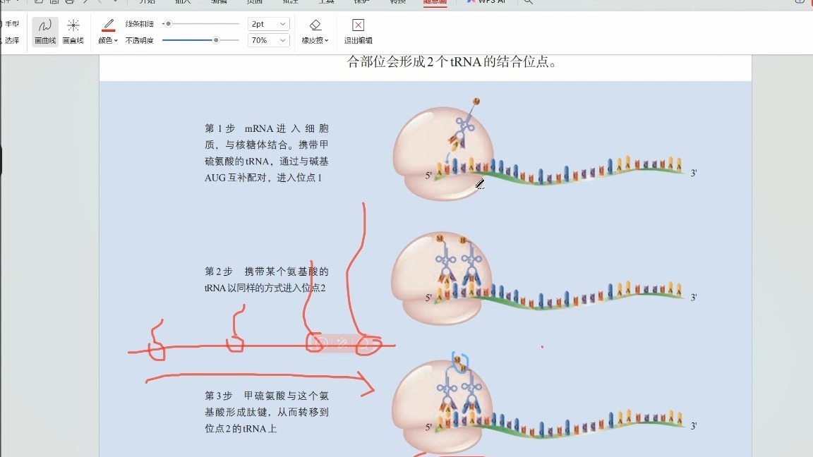 DNA的复制、转录;蛋白质的翻译;中心法则