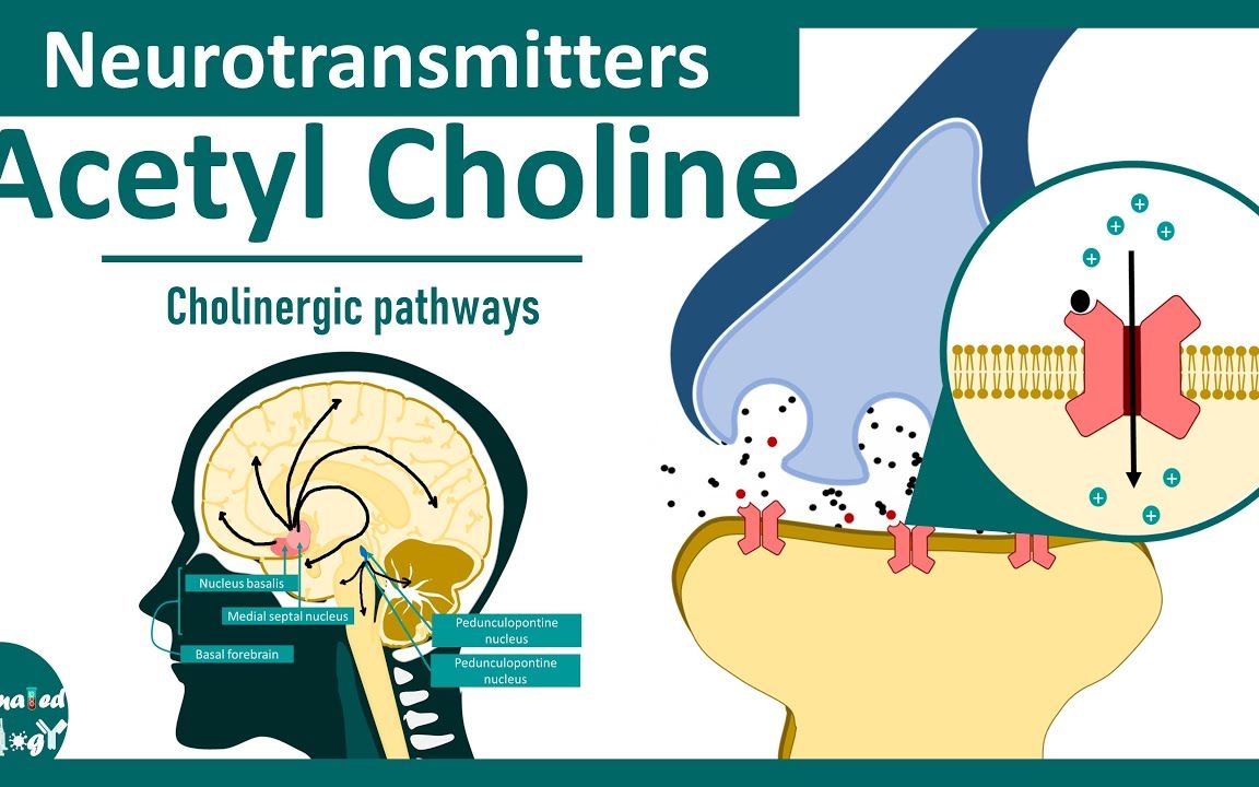 【中英文字幕】神经递质 : 乙酰胆碱 大脑中的胆碱能通路