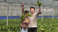 福建三明富硒火焰参,到底是个什么鬼?这么惊艳!辣么魔性!