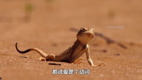 都说爱是个动词动词打次动词打次