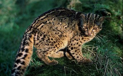 【易危VU】神出鬼没——纹猫