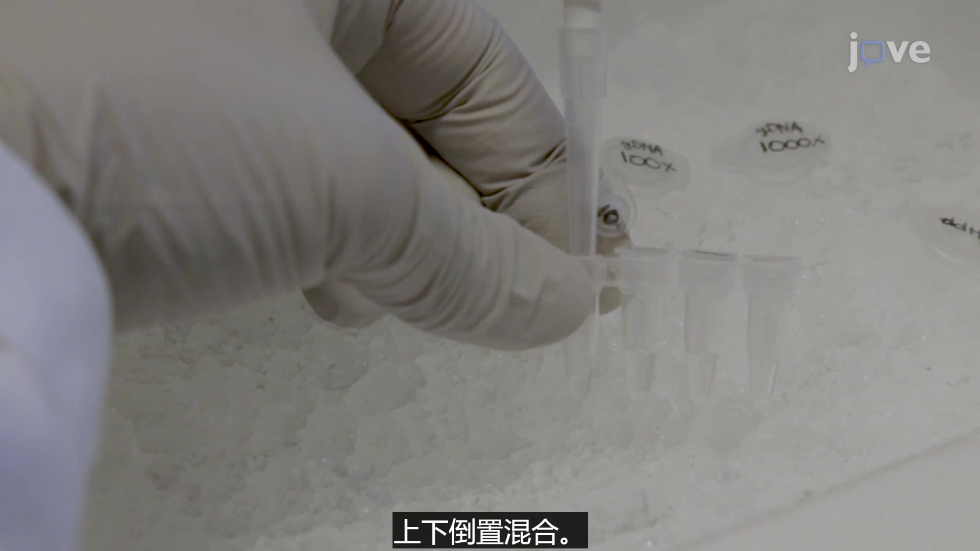 JoVE_16S rRNA测序:一种基于PCR的细菌菌种鉴定技术
