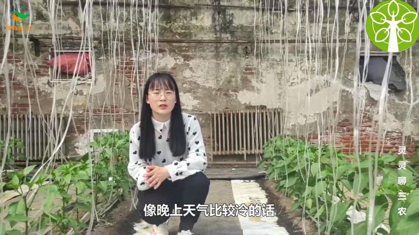 灵灵聊三农：大棚种植辣椒需要注意什么，你们都知道吗