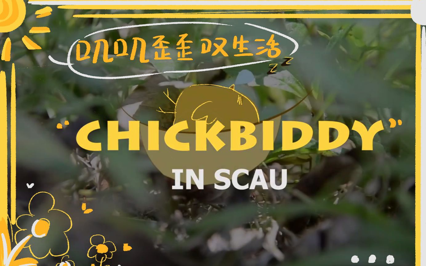 【动画+实拍】叽叽歪歪叹生活!二维动画短片+实景拍摄 AE PR后期