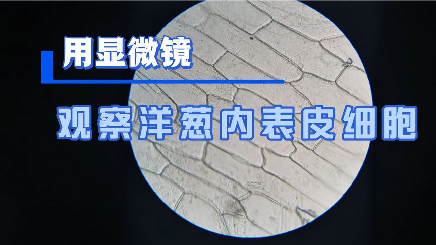观察洋葱内表皮细胞