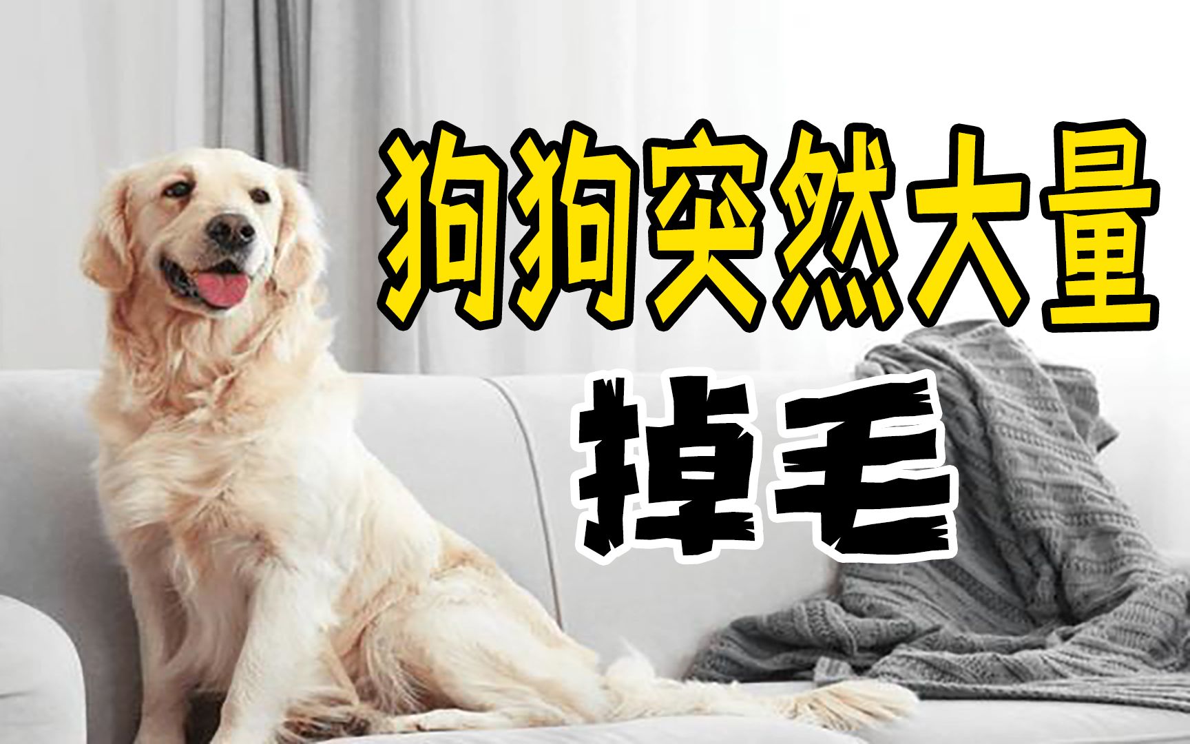 狗狗突然大量掉毛