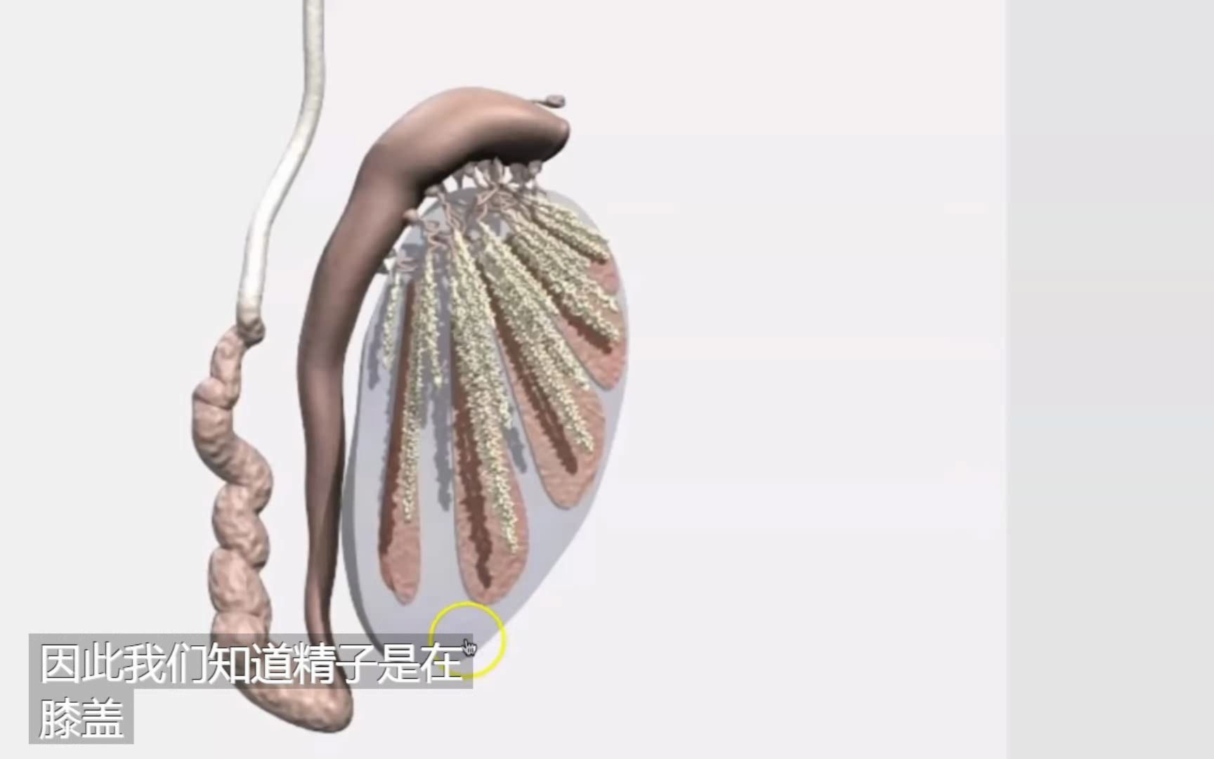 3D高清展示精子发生及生殖腺结构