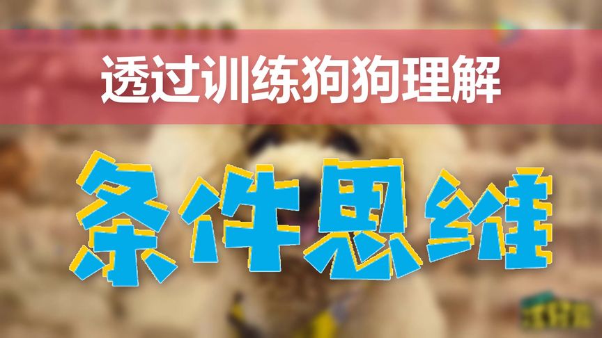 少儿编程思维养成记:条件思维