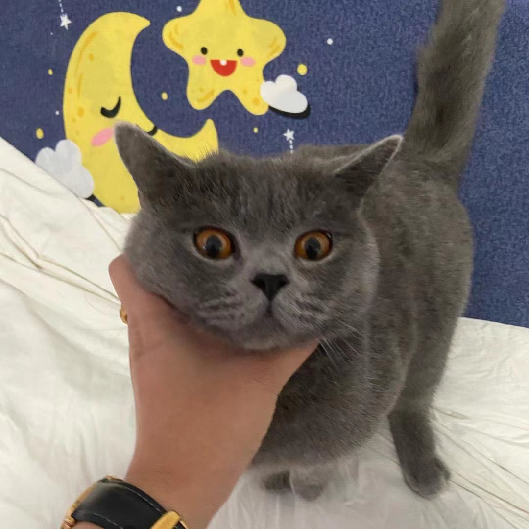 蒙蒙V猛猛 