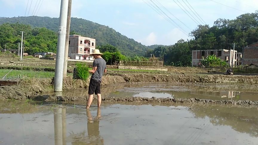 水稻田抛秧,需要什么技术?看我们怎么展现!