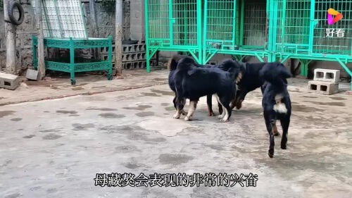 如何饲养发情期的母藏獒?看完这个视频大家都知道了