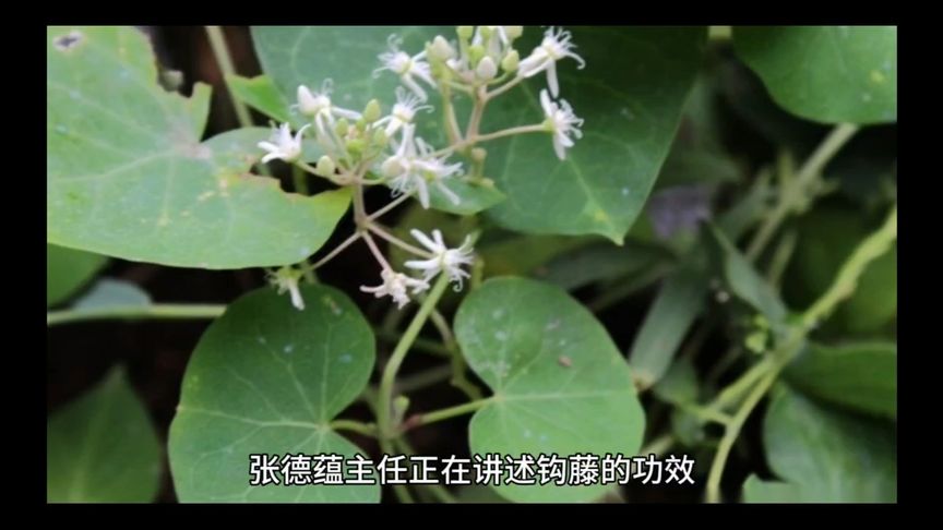 平肝熄风药钩藤的功效