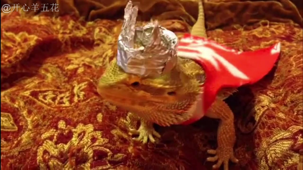 搞笑动物集锦:看我吃草的动作,销魂不?