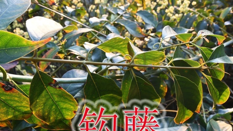 钩藤:山林间的明星植物,民间传承千年的自然馈赠
