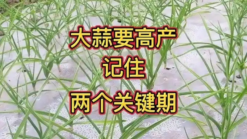 大蒜要想长得好产量高,记住两个生长关键期,这就是高产秘诀