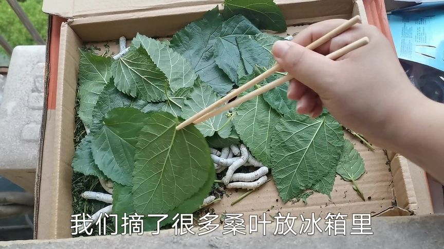 家里养的蚕宝宝一天比一天大,食量惊人!这么多够一床蚕丝被吗?
