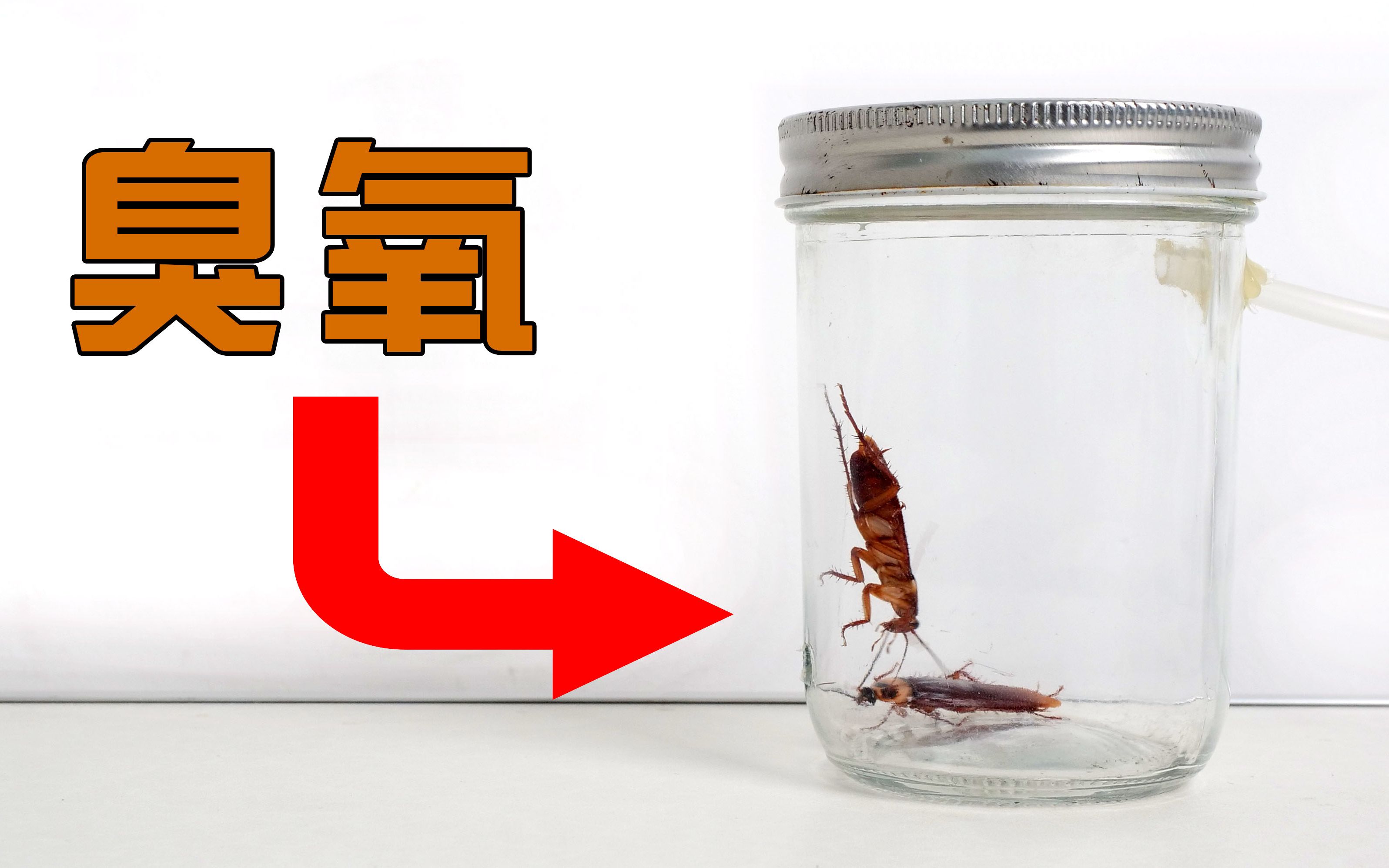 实验:臭氧能杀死蟑螂吗?