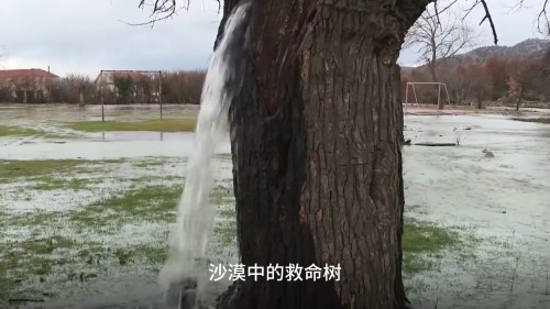 沙漠里的救命树:划开树皮能取水,引进中国后却变了用途!