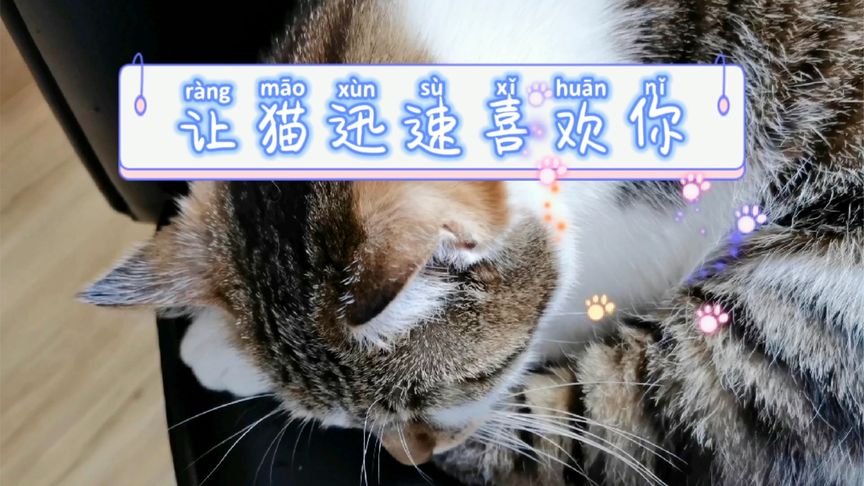 如何让猫迅速喜欢你,用和人相处的模式与它相伴,增加好感与信任