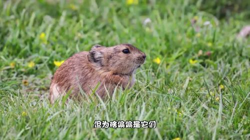 显微镜下惊现神秘生物圈!密密麻麻的圆球竟是它们?