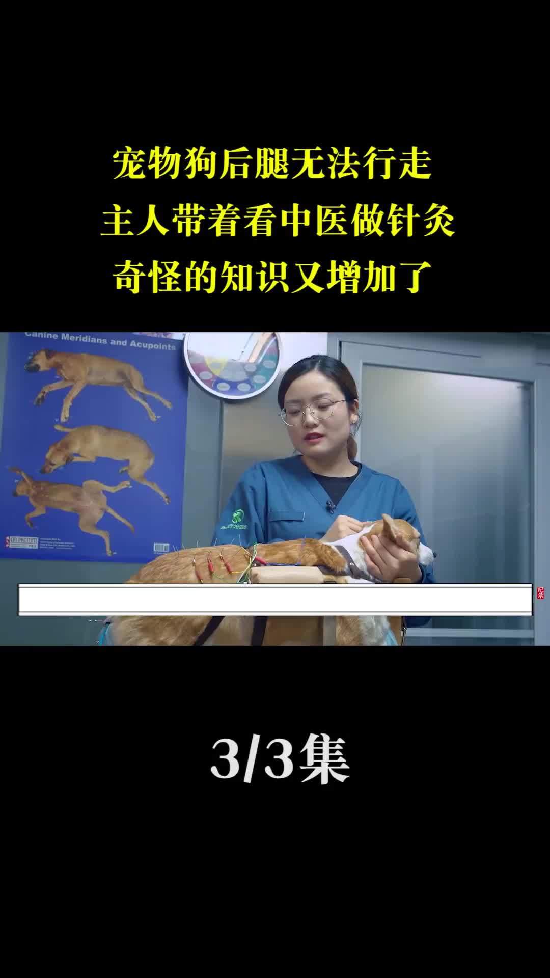 宠物狗后腿无法行走 ,主人带着看中医做针灸,奇怪的知识又增加