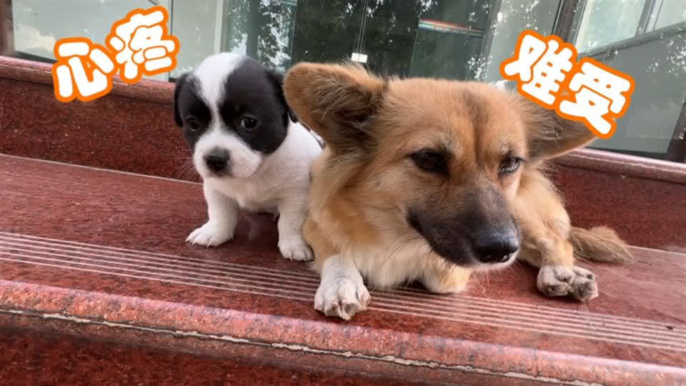 土狗中毒后打不起精神,狗宝宝暖心陪着它