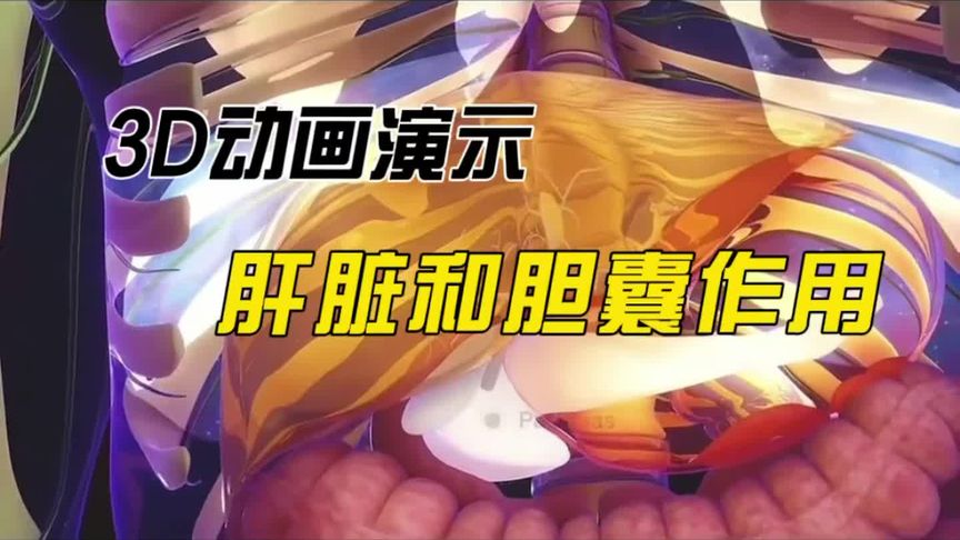 3D动画演示,肝脏和胆囊的作用 #营养 #减肥 #瘦身