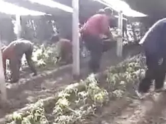 番茄种植技术视频教程04