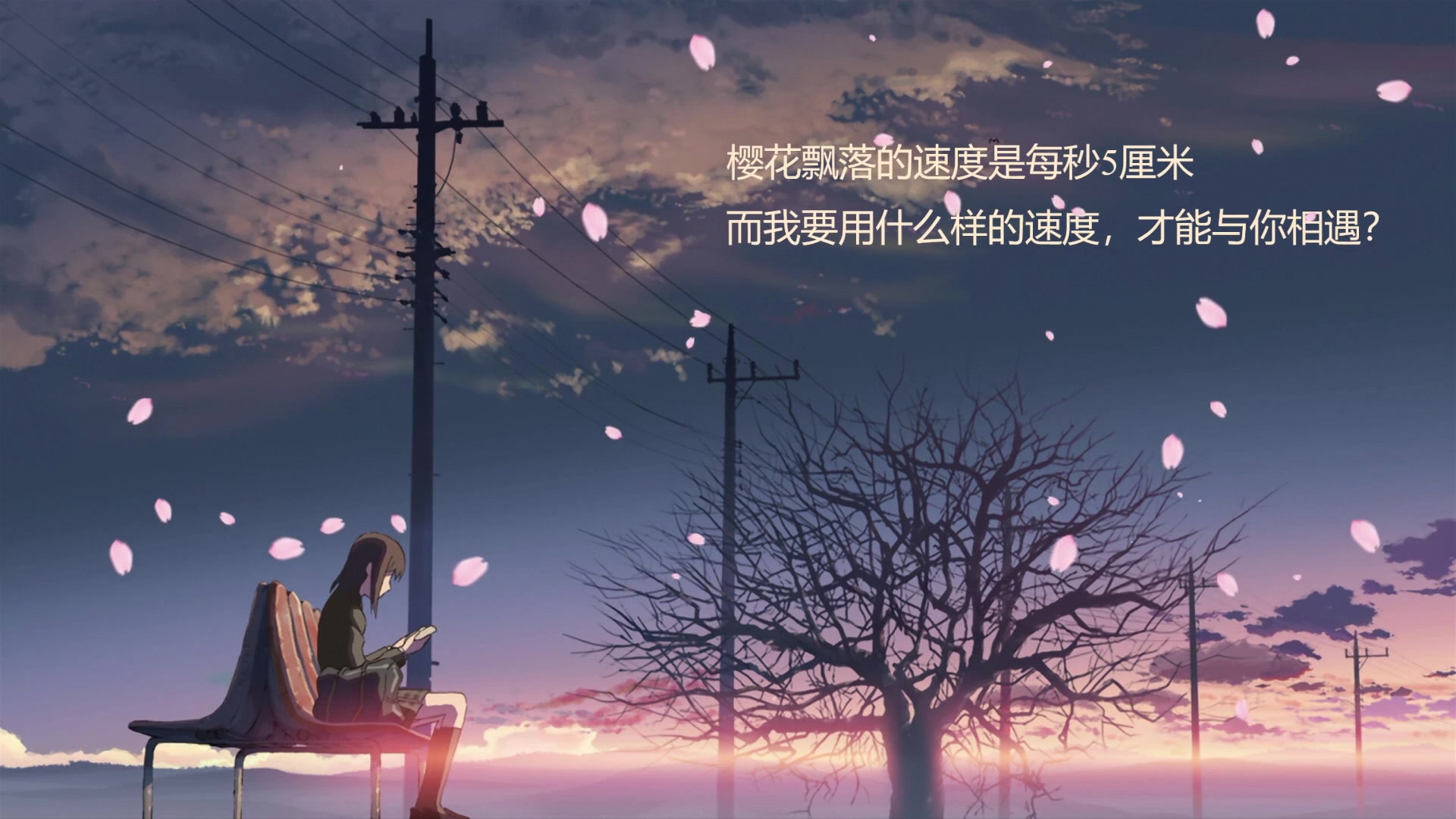 【秒速五厘米】html520樱花特效