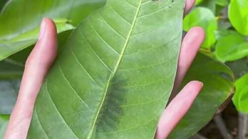 买树竟挖出天价翡翠!这运气也太逆天了