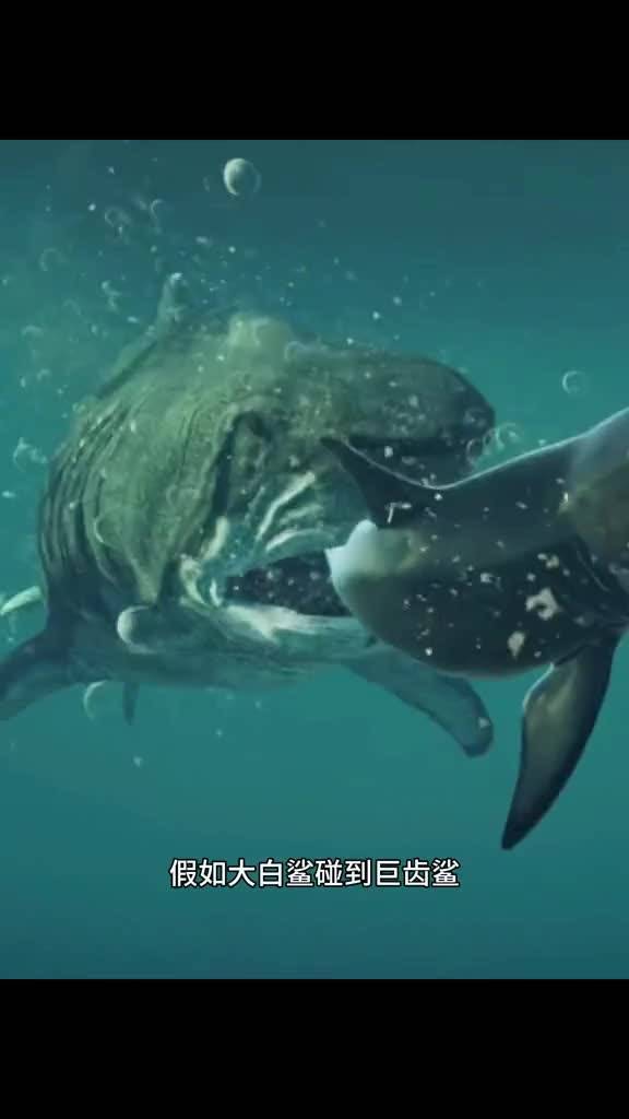 史前巨齿鲨VS现代大白鲨
