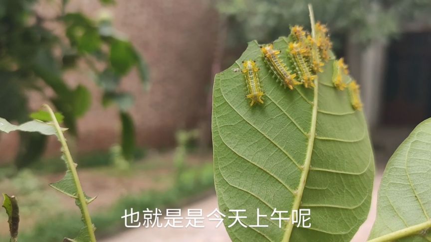 核桃树上这些虫子,千万不要去碰它,太让人痛苦了
