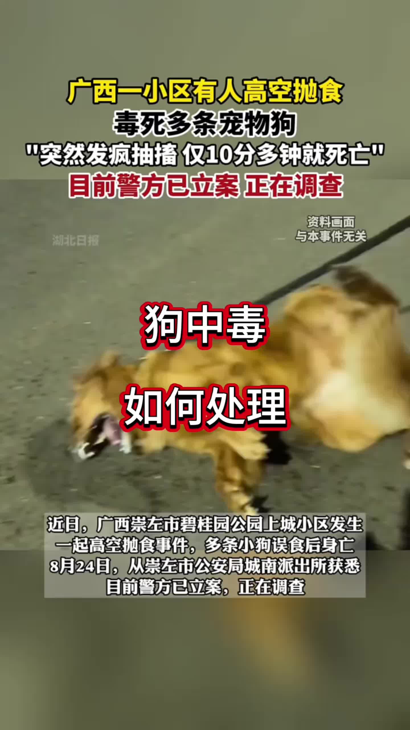 狗狗中毒的该如何解决? #宠物狗 #驱虫#猫#萌宠出道计划