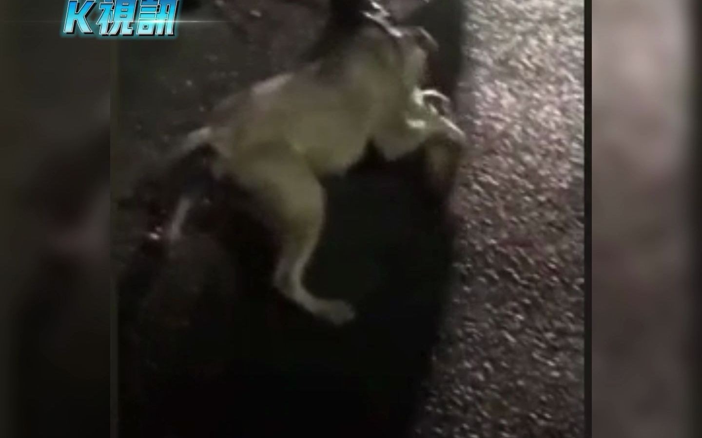 网曝男子牵狗咬死流浪猫,目击者:他不阻拦,还看得津津有味