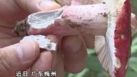 ...送医抢救无效死亡,家中2只猫也被毒死。专家推测,3人很可能食用了...