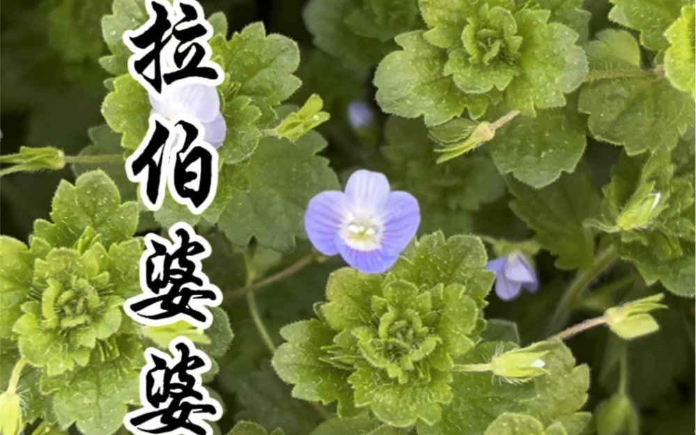阿拉伯婆婆纳,又名肾子草,双肾草,它的价值你了解吗?