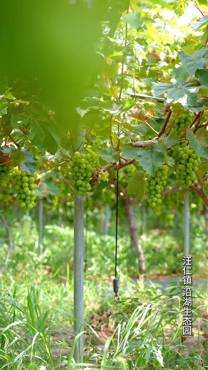 #夏日游园会葡萄成熟缀满枝开发区·铁山区汪仁镇沿湖生态园的48亩...