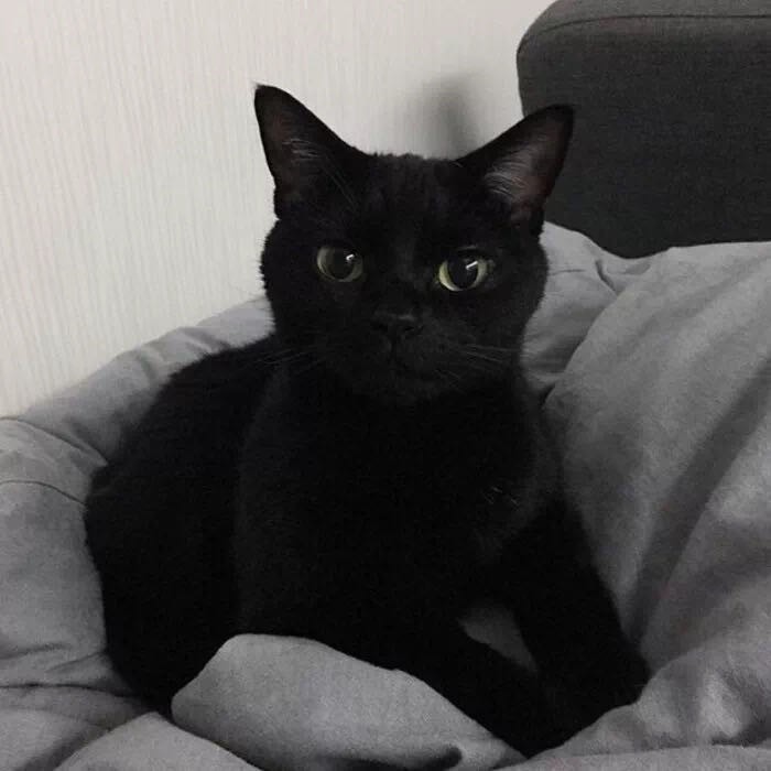 大猫JT 