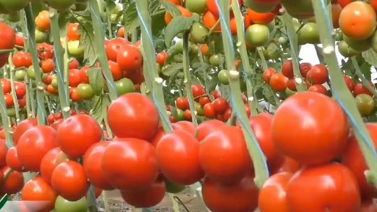 基质无土栽培番茄产量级高,全部精品果,亩产3万斤是如何做到的
