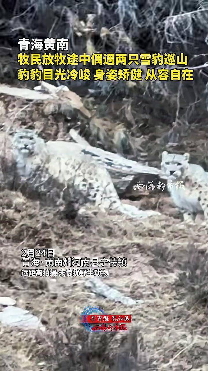 青海黄南牧民放牧途中偶遇两只雪豹巡山豹豹目光冷峻身姿矫健从容自在