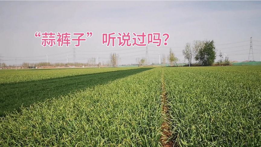 大蒜进入生长旺期,却开始张“蒜裤子”了,你们哪里大蒜有吗?