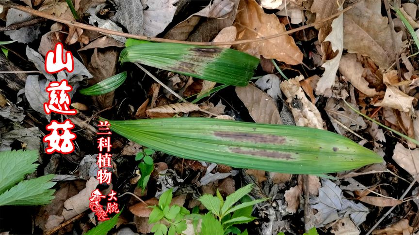 野生山慈菇,为兰科植物杜鹃兰、独蒜兰或云南独蒜兰的干燥假鳞茎