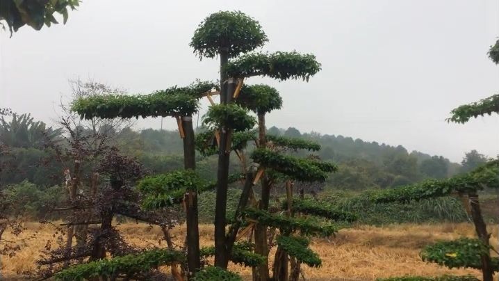 农村小伙种植的园林绿化苗木 树好又实惠