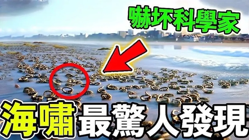 海啸后的十个发现,探险队意外拍到画面,第一名吓坏科学家!