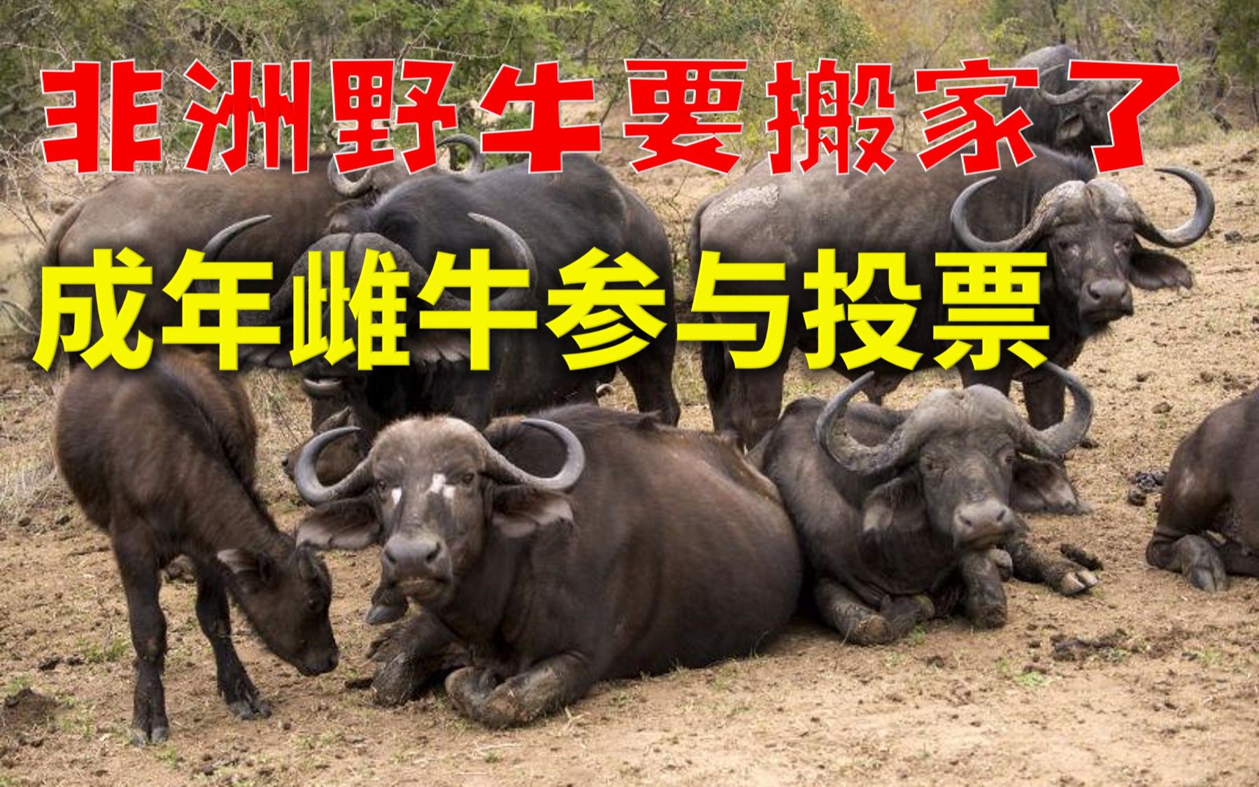 非洲野牛要搬家了,只有成年雌牛才会参与投票 | 动物领导力与偶像效应...