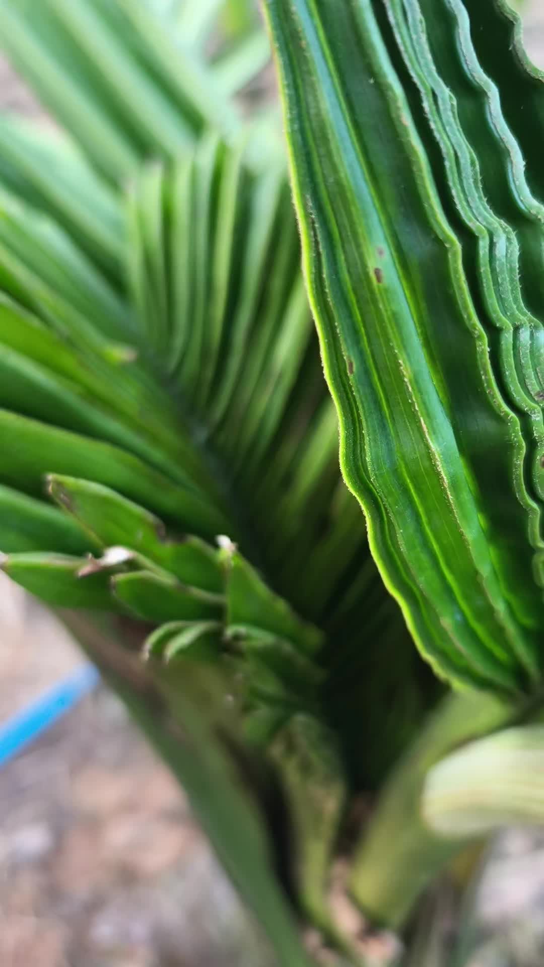 ...氯溴异氰尿酸分解出次氯酸和溴酸能有效消杀各种真菌细菌病毒。#...