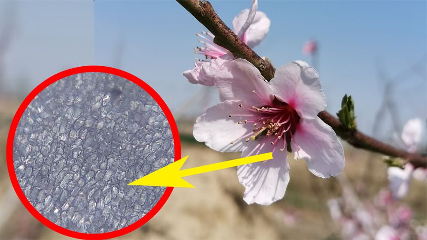 桃花正盛开,显微镜下看花瓣细胞,像极了一群胖子挤一起