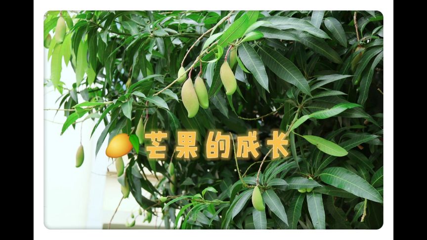 芒果盆栽是不是可以期待成为芒果树的那一天ߥ�ߘ�#芒果 #成长