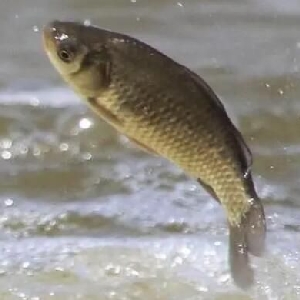 张雪峰的切片鱼 